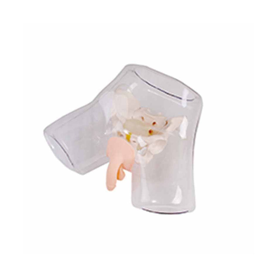 Transparent Male Catheterization Model