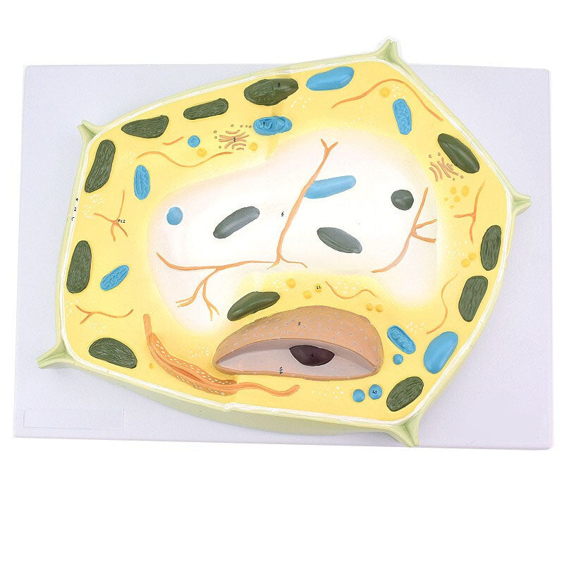 Plant Cell Model