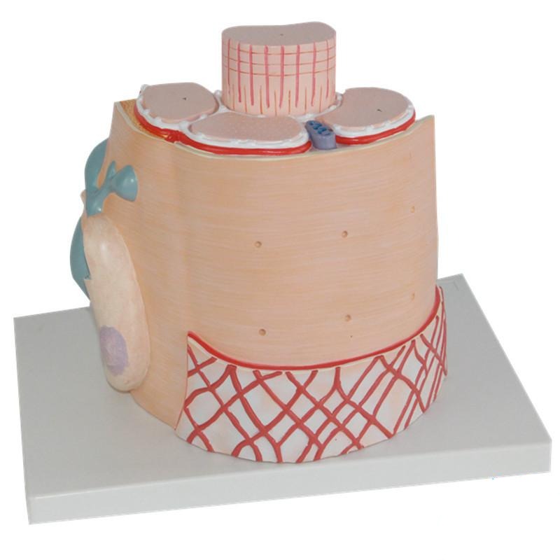 Skeletal Muscle Fiber Model