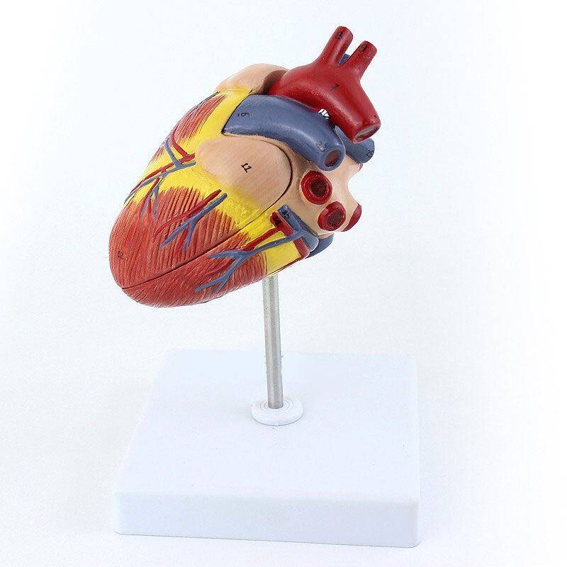 Canine Heart Model, 2 Parts, Life Size