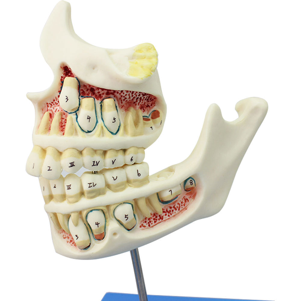 Dentition Development Model