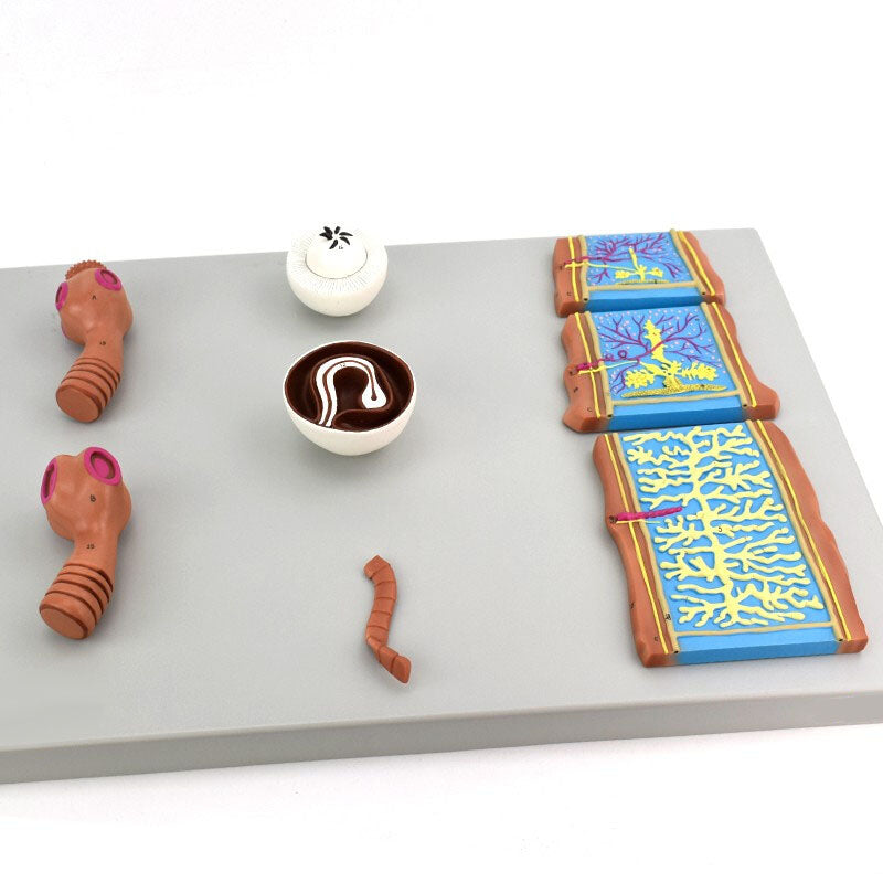Comparative Tapeworm Model