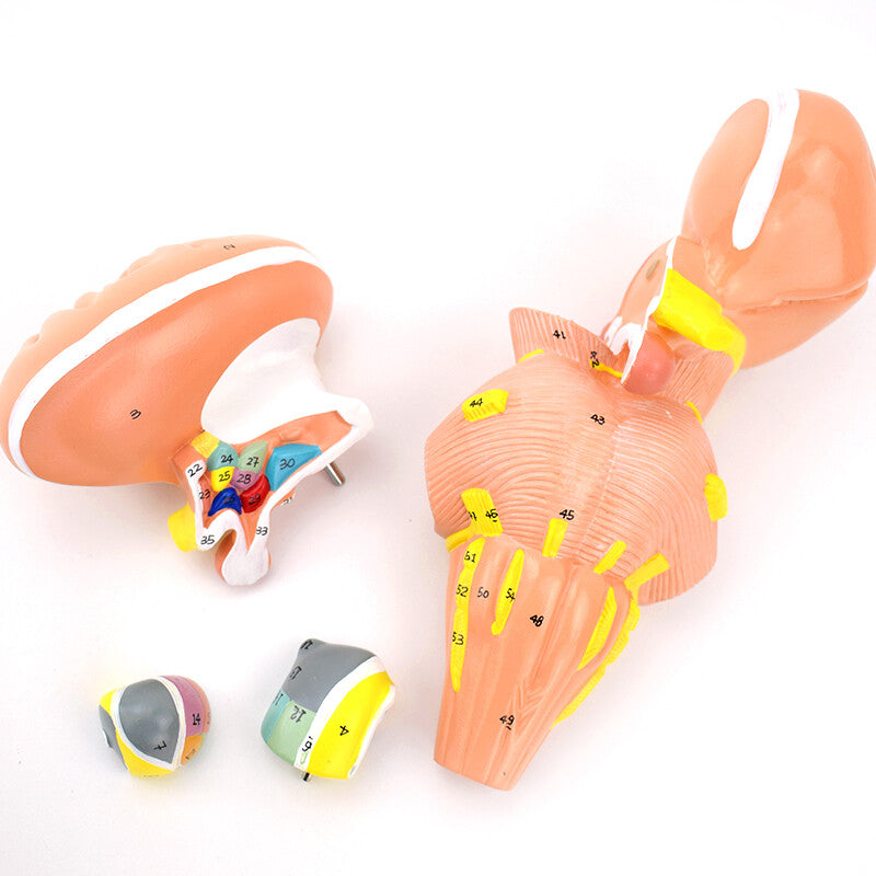 Human Brain Stem Model, 3X Life-Size