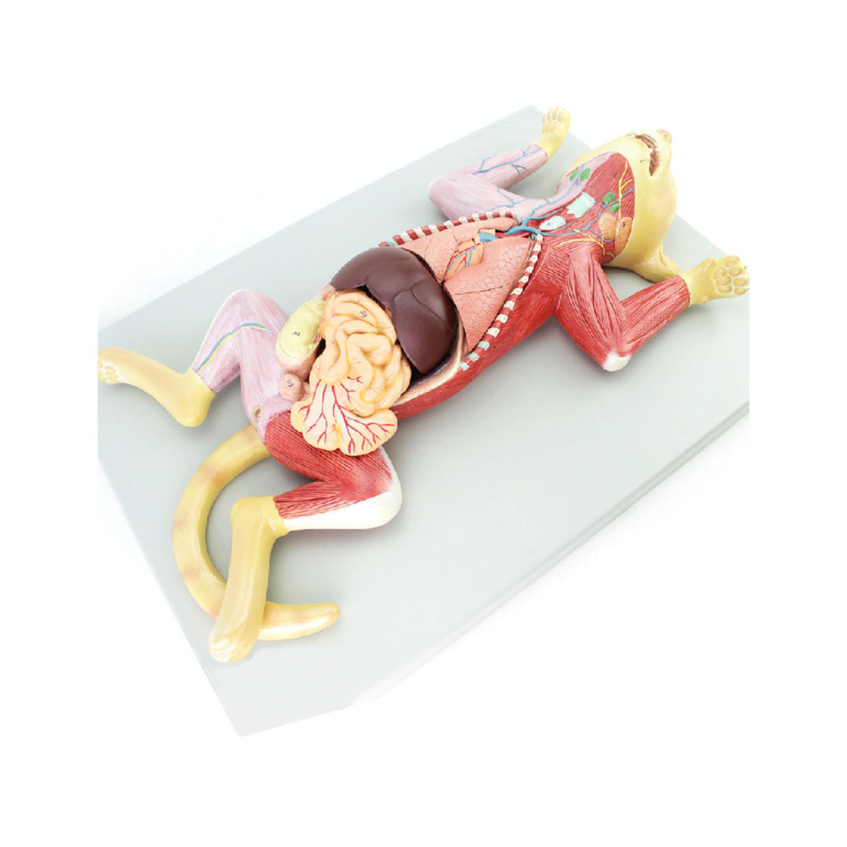 Cat Anatomy Model, 9 Parts, Life-Size