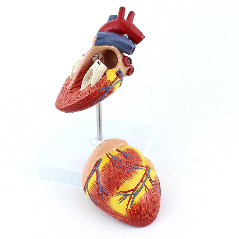 Canine Heart Model, 2 Parts, Life Size