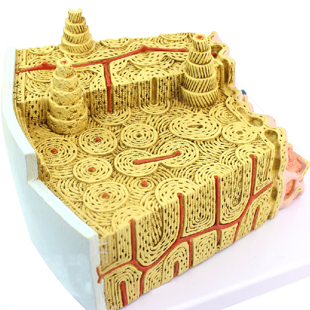Bone Structure Model, 80X Life-Size