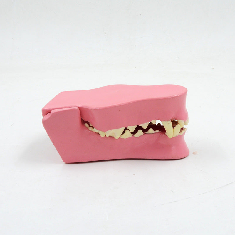 Canine Jaw Model