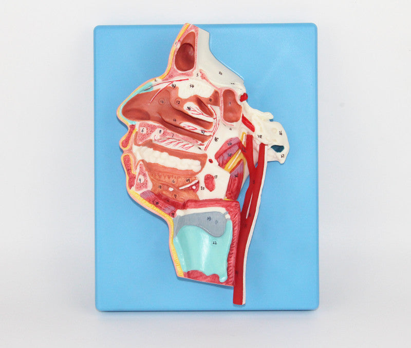 Model of the Head, Life-Size – Dr Wong Anatomy