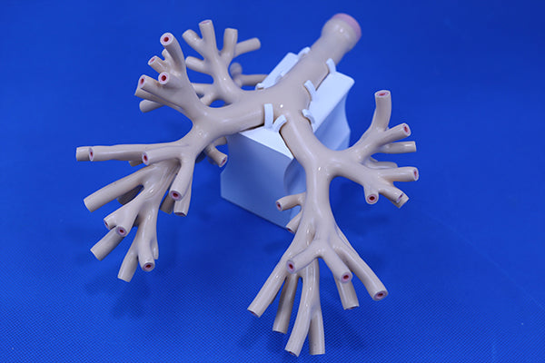 Bronchoscopy Training Model