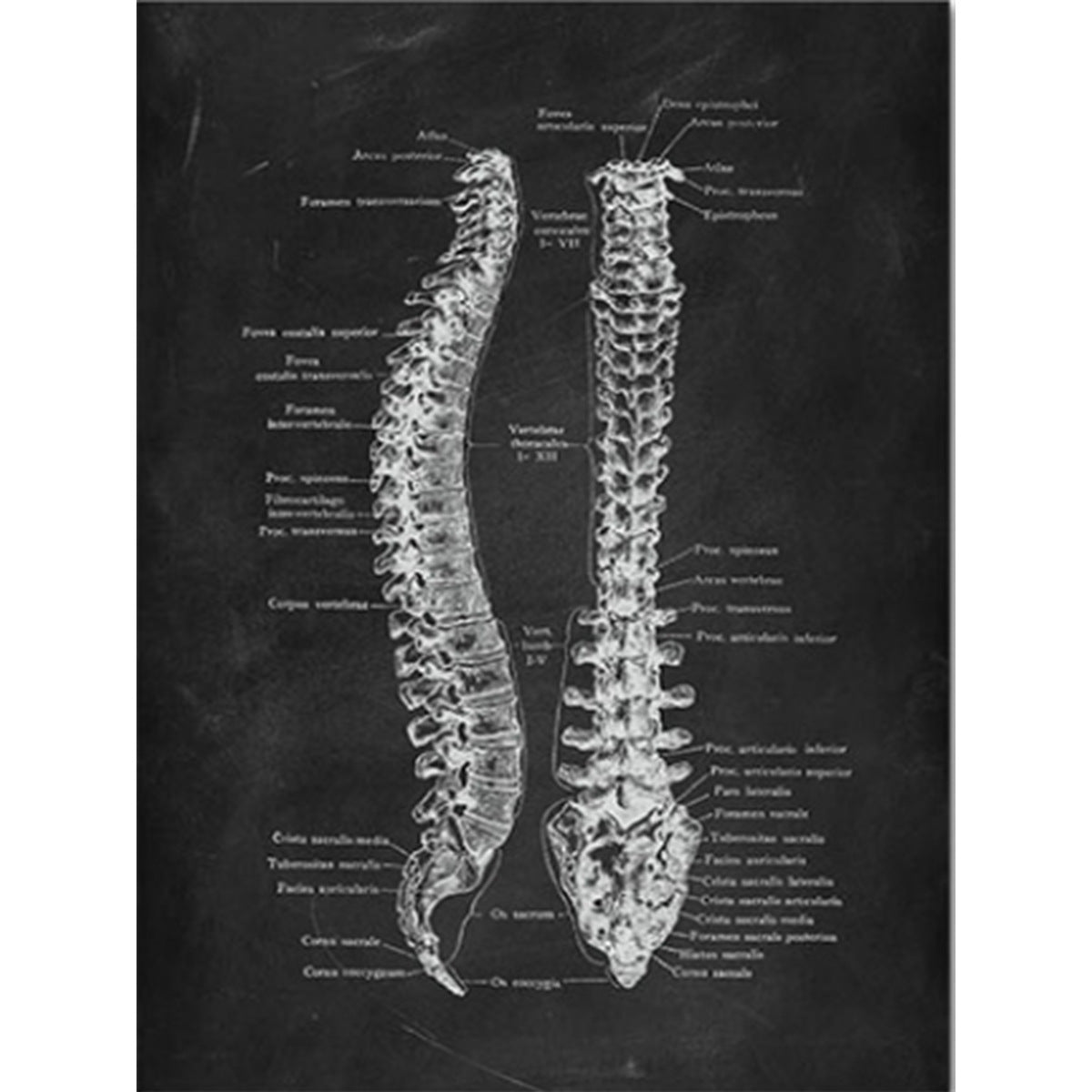Anatomy Art Print - Spine
