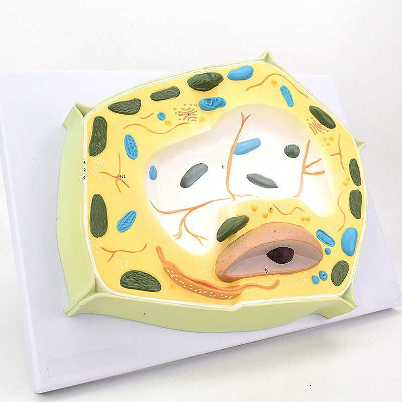 Plant Cell Model