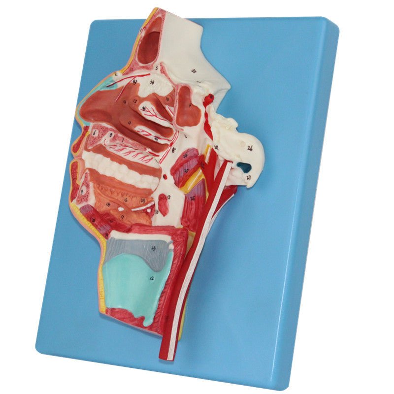 Model of the Head, Life-Size – Dr Wong Anatomy