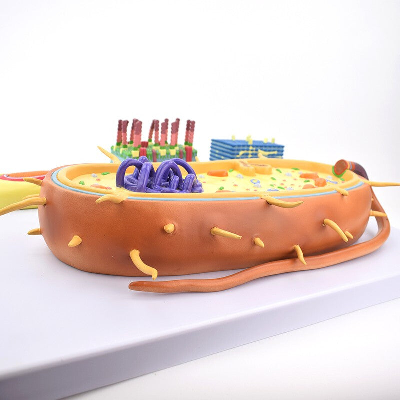 Bacterium Model Set