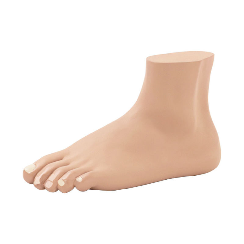 Normal Foot Model, Life-Size – Dr Wong Anatomy
