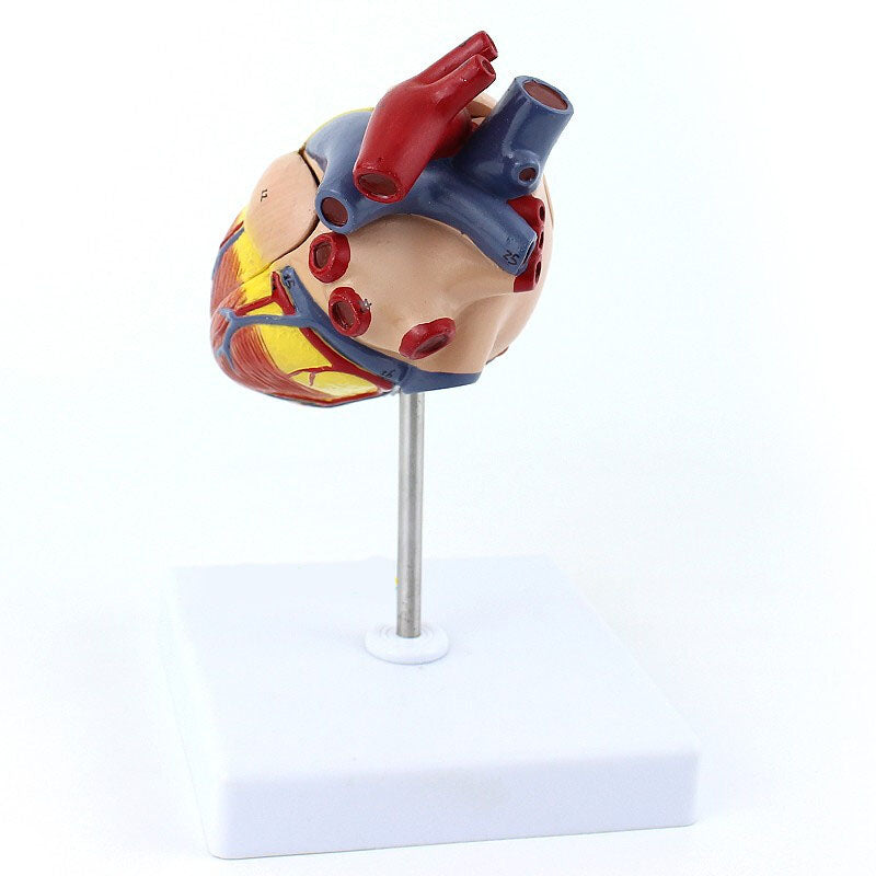 Canine Heart Model, 2 Parts, Life Size