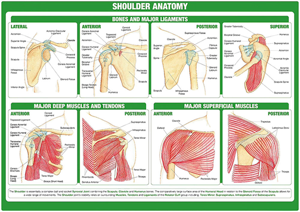 Shoulder Anatomy Chart