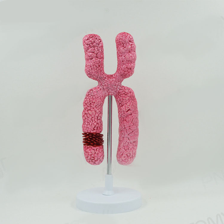 Chromosome Model