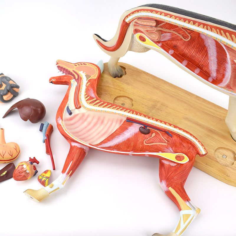 Large Dog Anatomy Model, 11 Parts