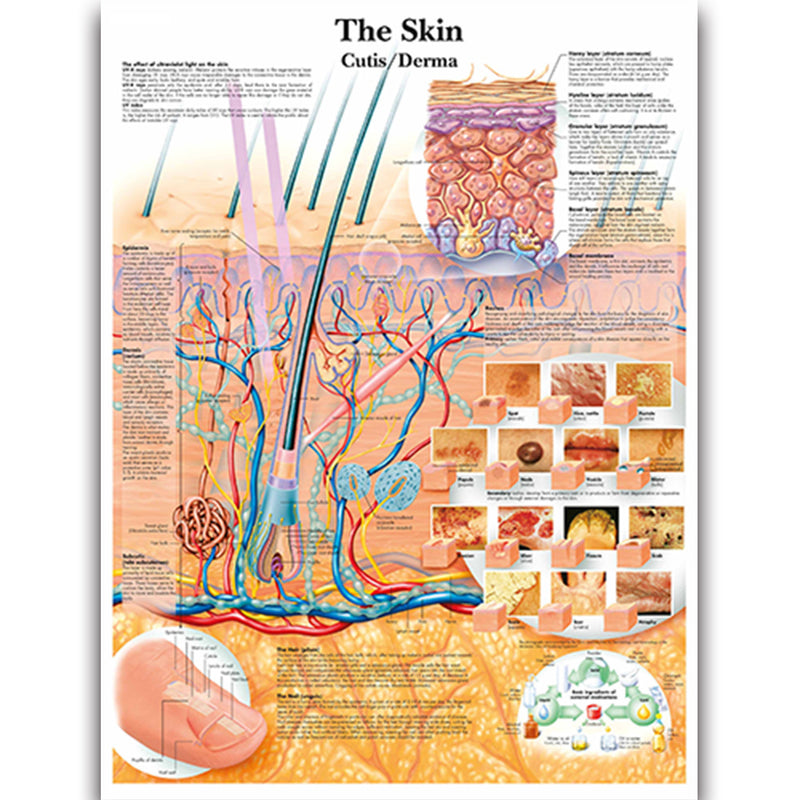 Anatomy Chart - The Skin