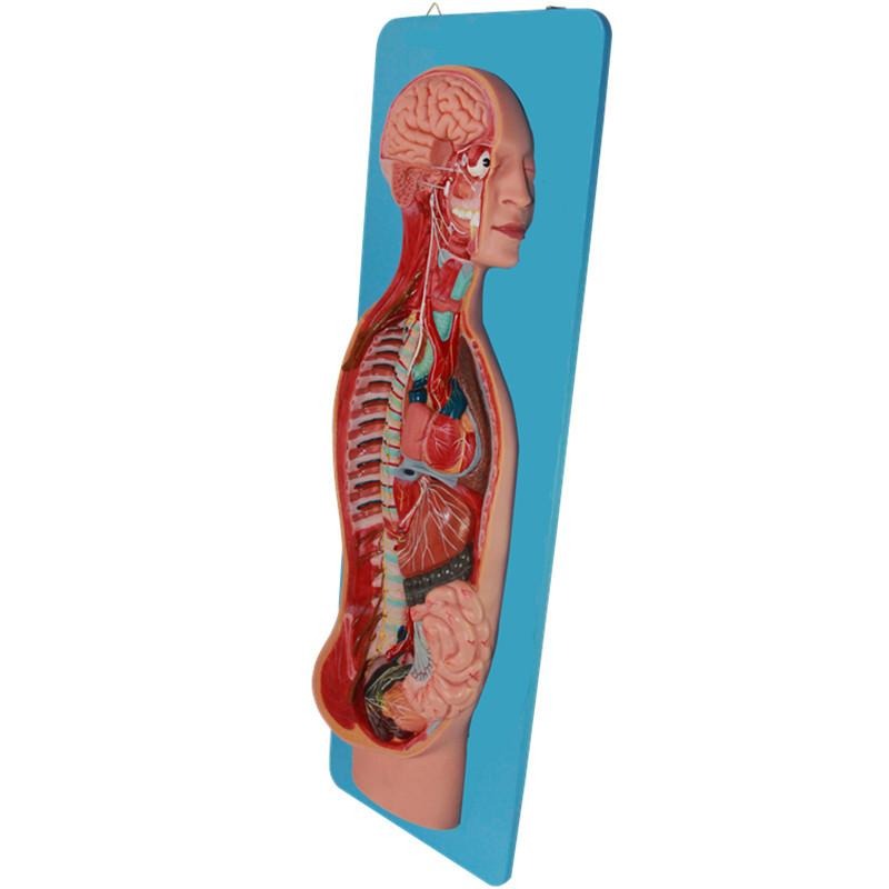 Sympathetic Nervous System Model – Dr Wong Anatomy