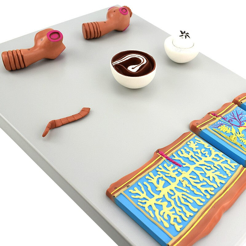 Comparative Tapeworm Model
