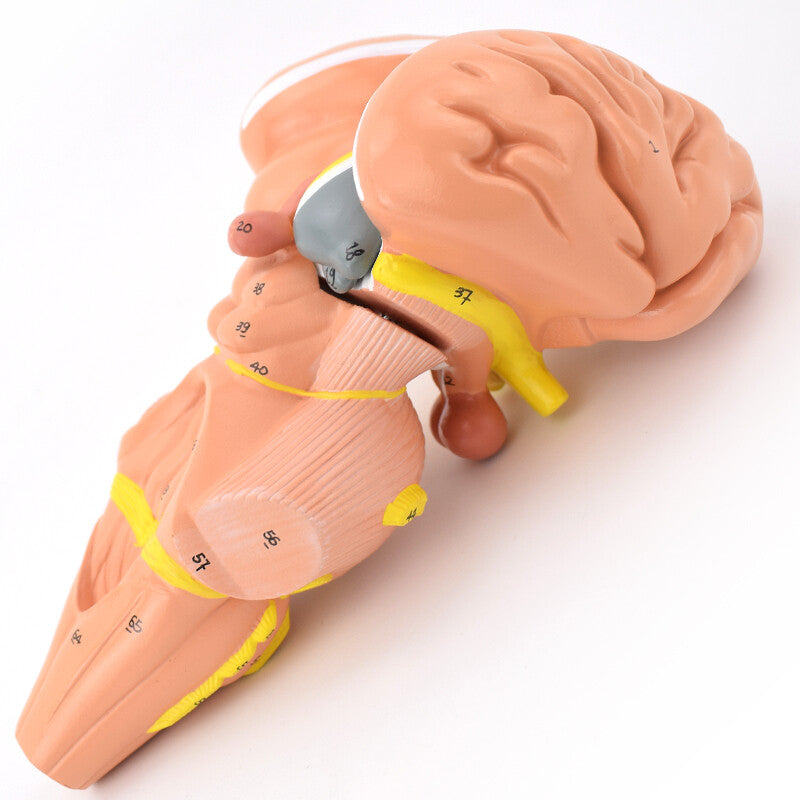 Human Brain Stem Model, 3X Life-Size