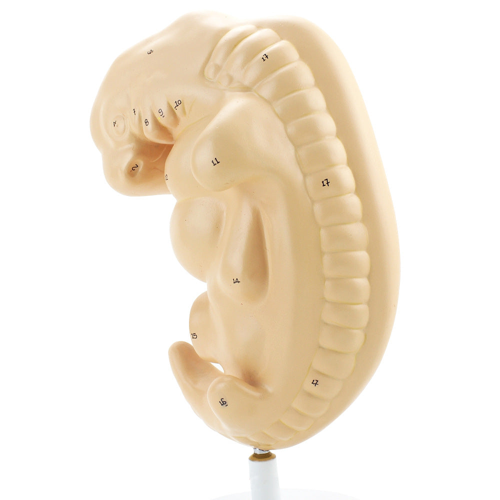 Embryo Model, 25X Life-Size