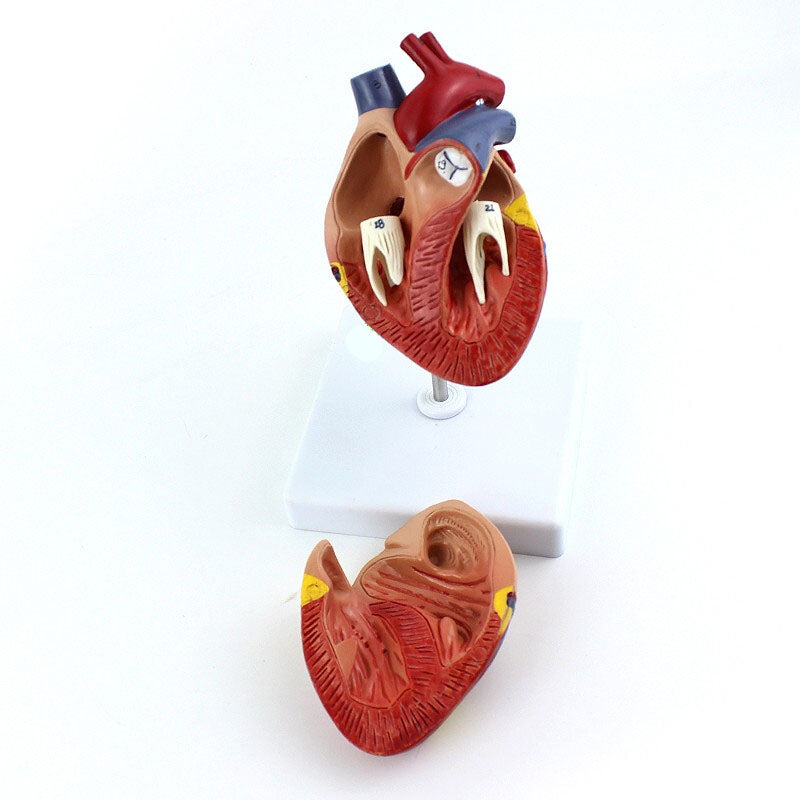 Canine Heart Model, 2 Parts, Life Size