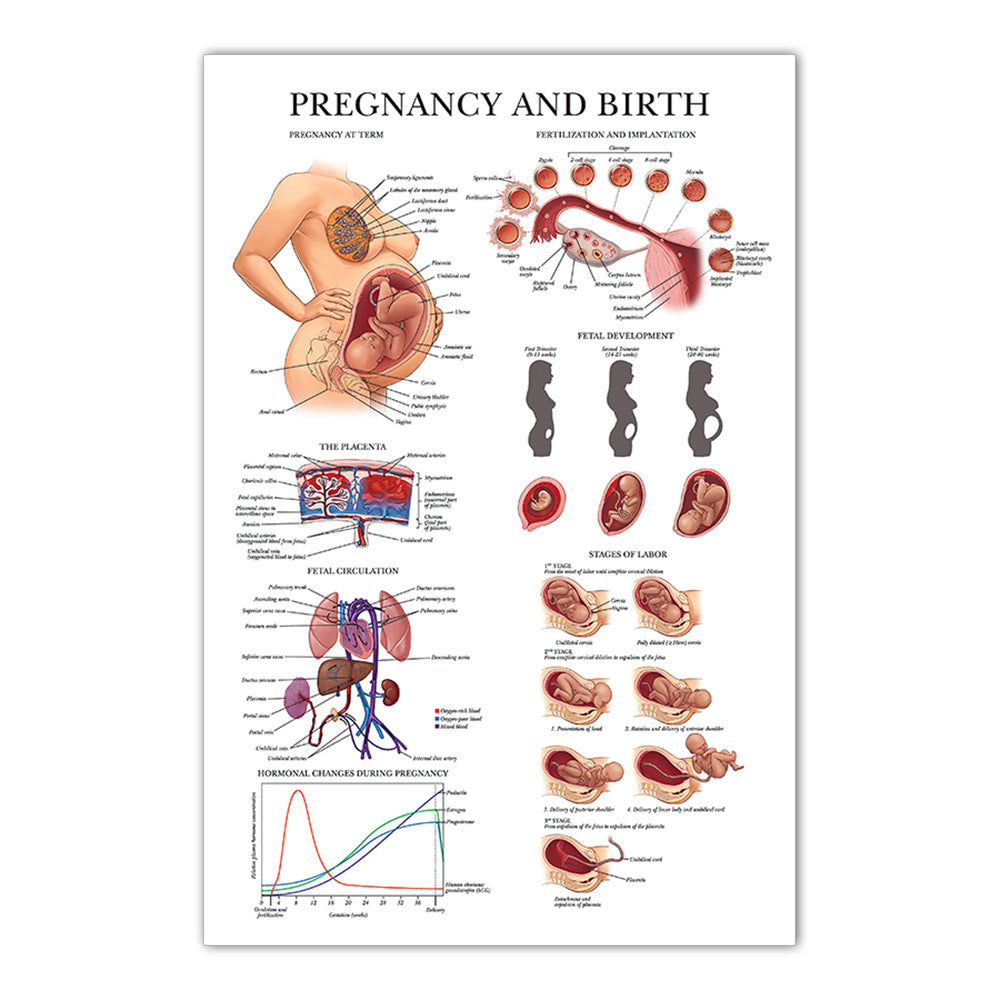 Health Education Chart - Pregnancy and Birth