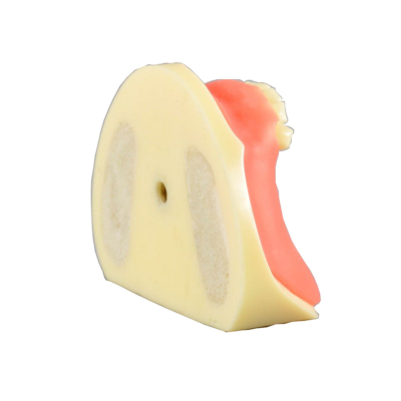 W2009 Dental Implant Practice Model Mandibular Jaw Model with Imitatio
