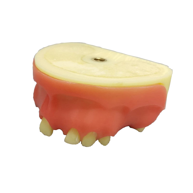 W2024 Dental Implant Practice Model Upper Jaw Model Partially Edentulo