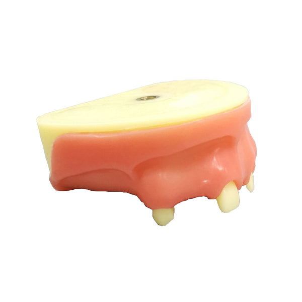 W2024 Dental Implant Practice Model Upper Jaw Model Partially Edentulo