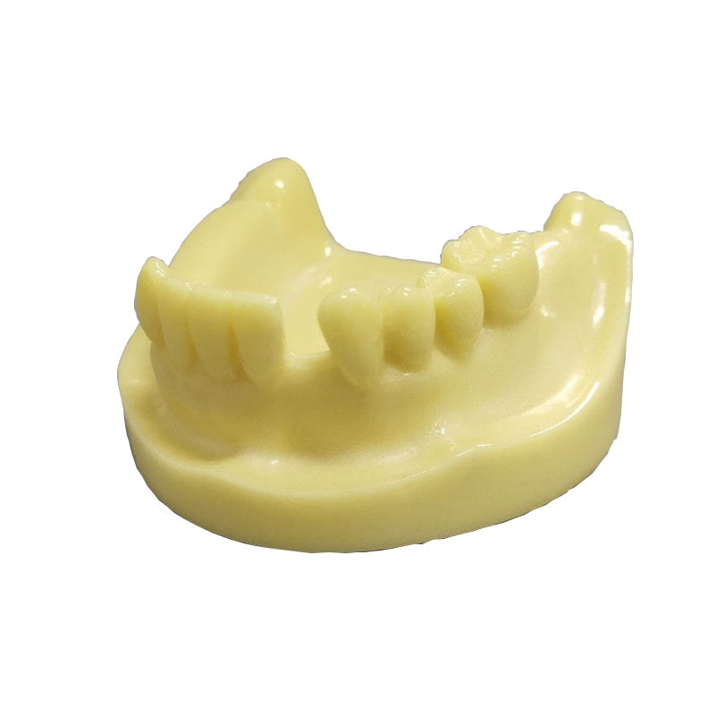 W2028 Dental Mandibular Model Made of Cancellous Bone
