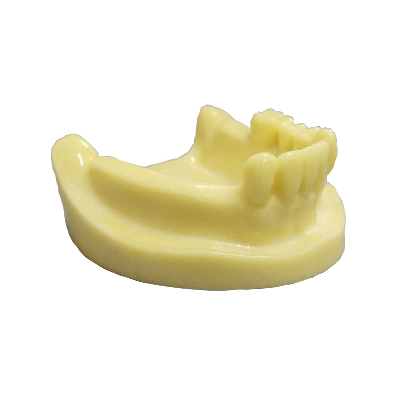W2028 Dental Mandibular Model Made of Cancellous Bone