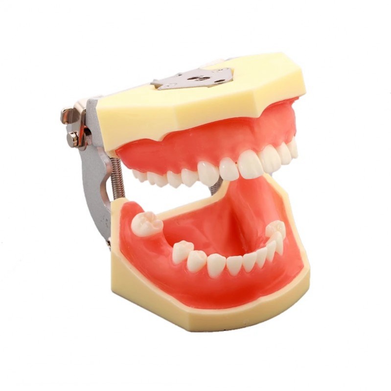 W2030 Dental Implant Practice Model