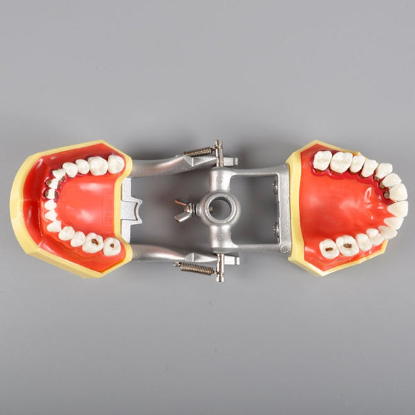 W4025 Dental Periodontal Model for Demonstration