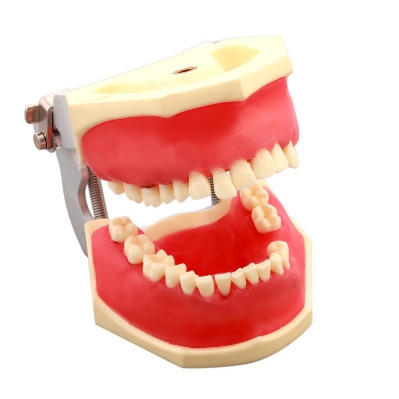 W4027 Dental Periodontal Practice Model for Traning