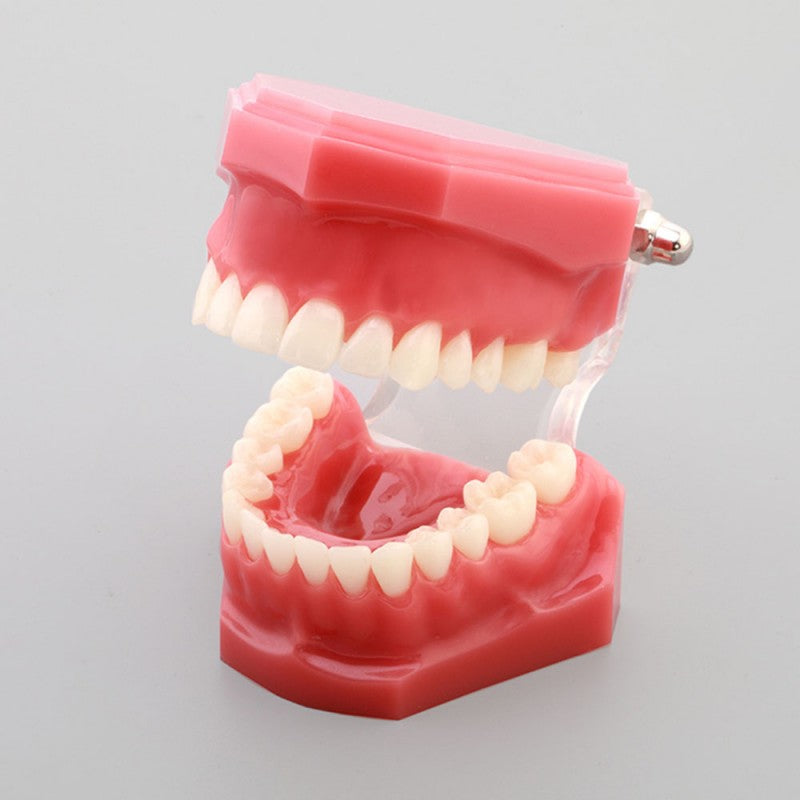 W7003 Natural Size Dental Model with Full Hinge and Half Hinge
