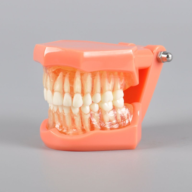 W7005 Soft Gum with Removable Teeth with Full Hinge – Dr Wong Anatomy