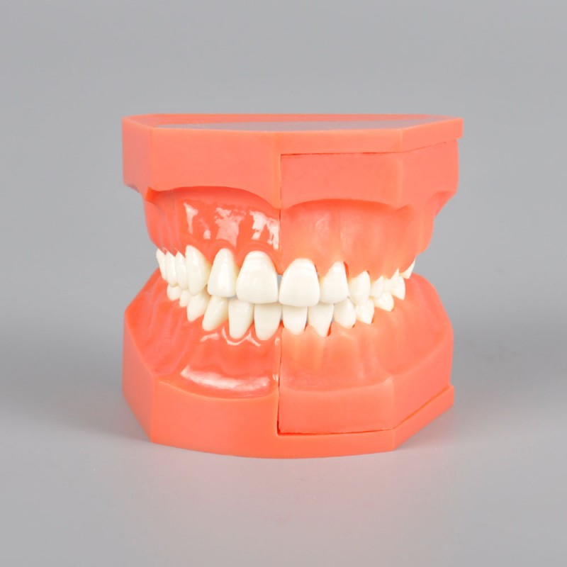 W7013 Pediatric Teeth Development Model Age 9-12