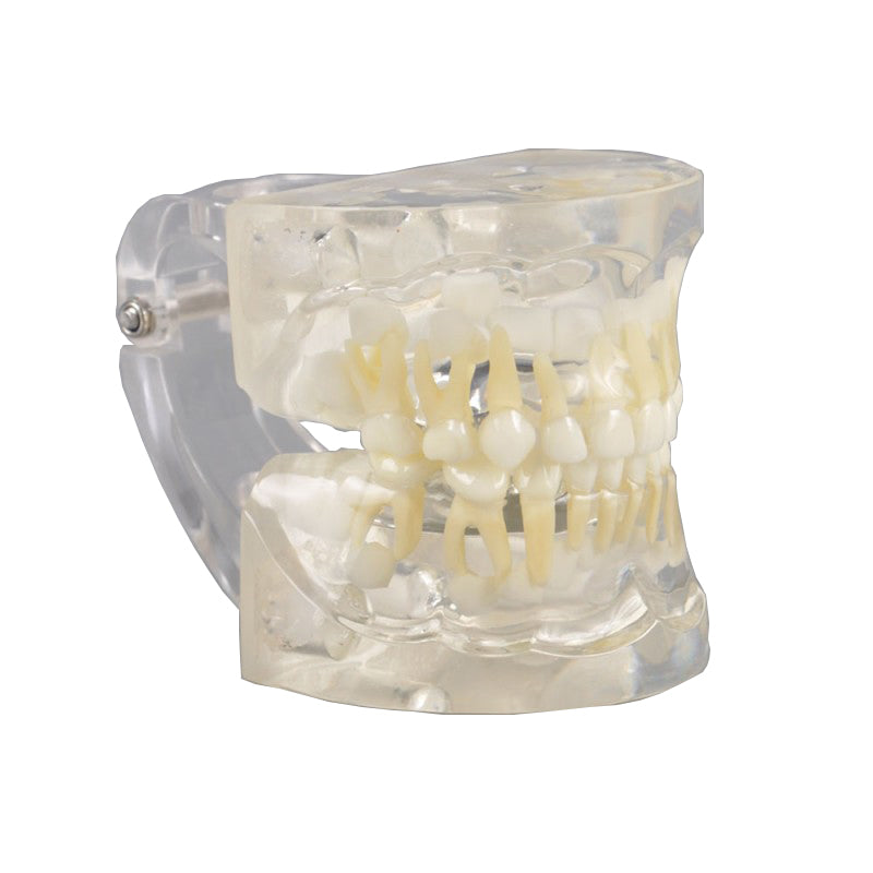 W7017 Pediatric Dental Model - 3 Years Old – Dr Wong Anatomy