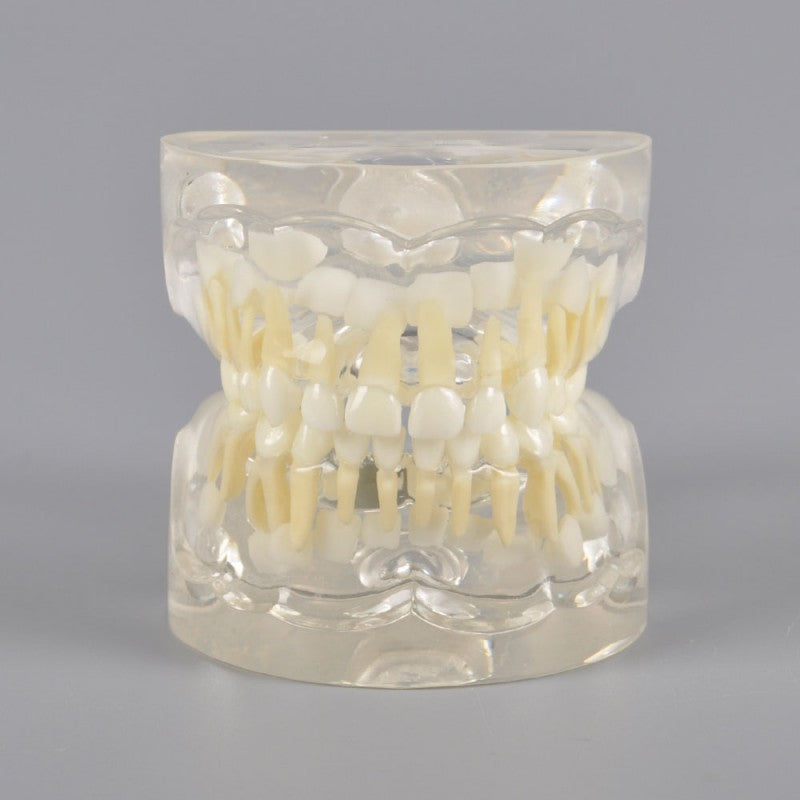 W7017 Pediatric Dental Model - 3 Years Old – Dr Wong Anatomy