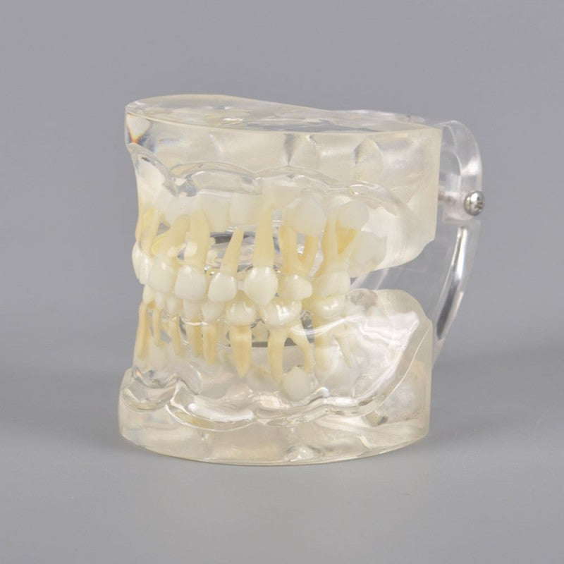 W7017 Pediatric Dental Model - 3 Years Old – Dr Wong Anatomy