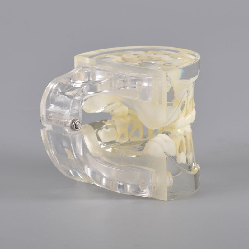 W7017 Pediatric Dental Model - 3 Years Old – Dr Wong Anatomy