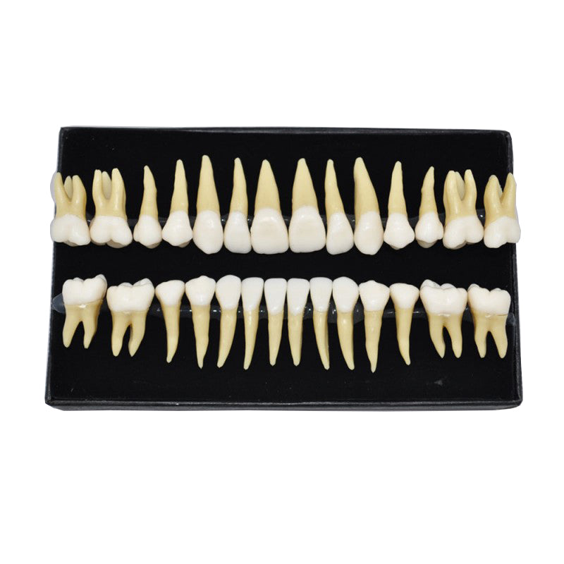 W7021 Adult Teeth Model 28*1