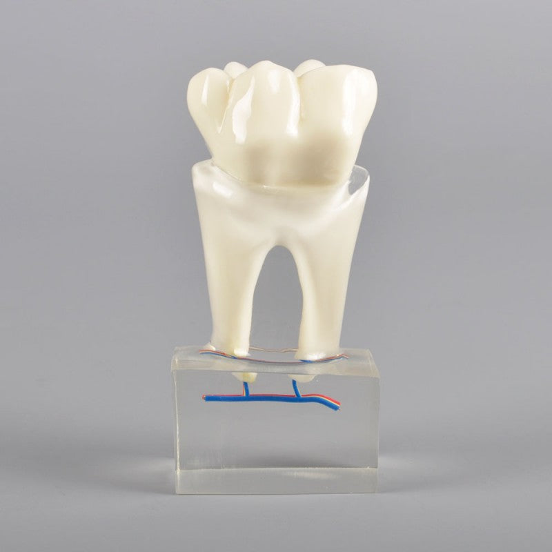 W7023 Tooth Model, 6X Life-Size