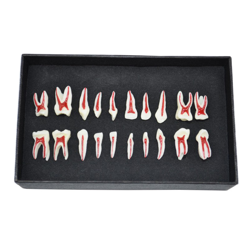 W7032 Pediatric Teeth Model with Nerve