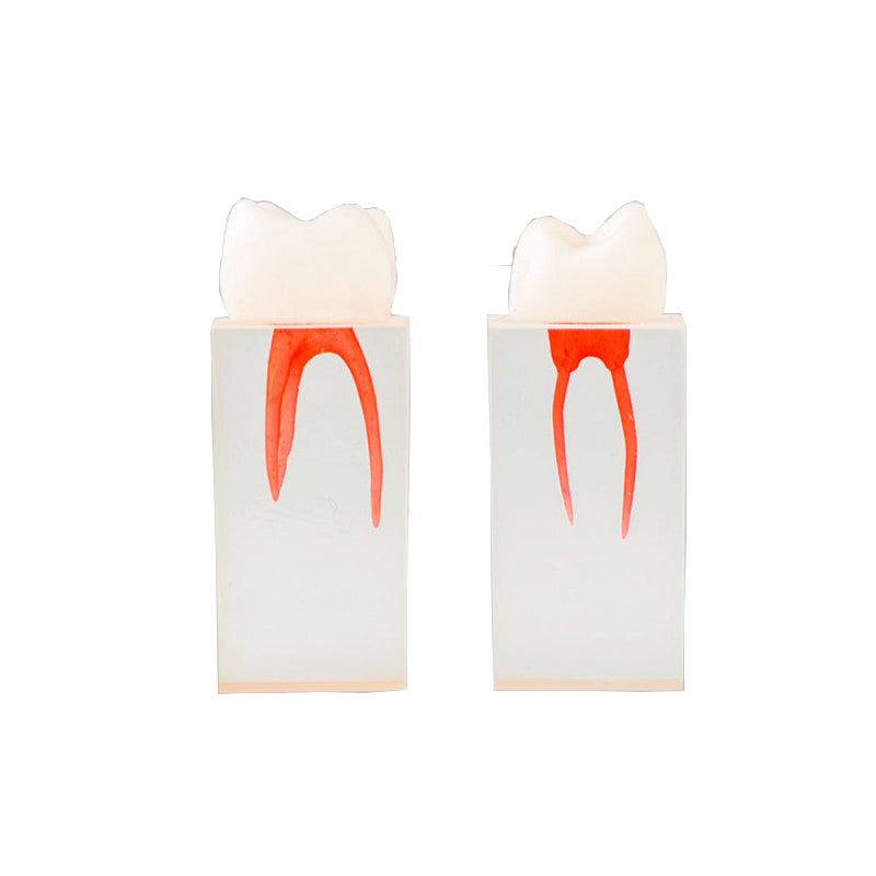 W8005 Root Canal Model for Practice