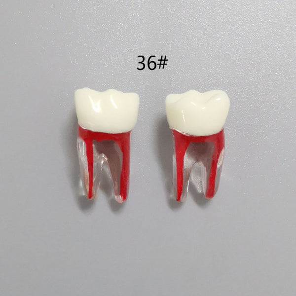 W8007 Root Pulp Cavity Model for Training and Practice – Dr Wong Anatomy