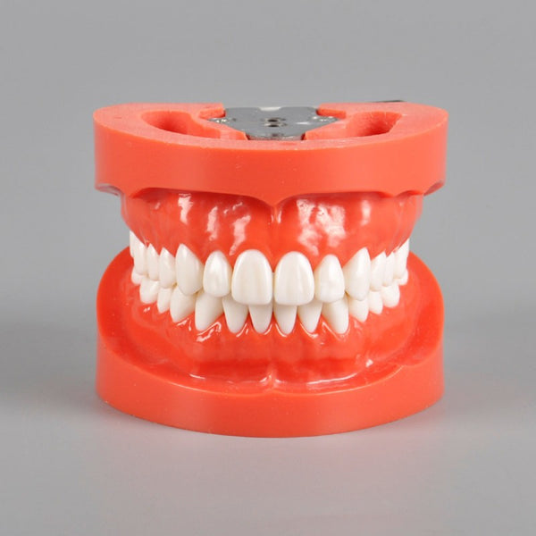 W8009 Standard Dental Model with 28 Screw-In Teeth